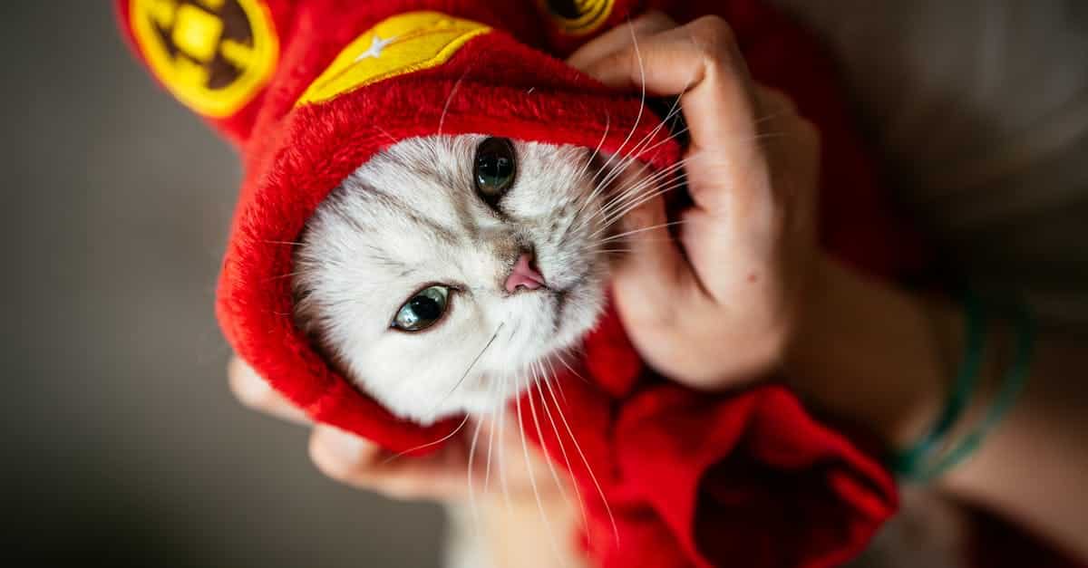 🐾 Le Chat de Schrödinger : Stratégies Marketing entre Présence et Absence 📈